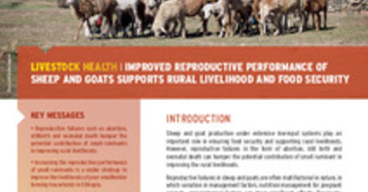 Improved reproductive performance of sheep and goats supports rural ...