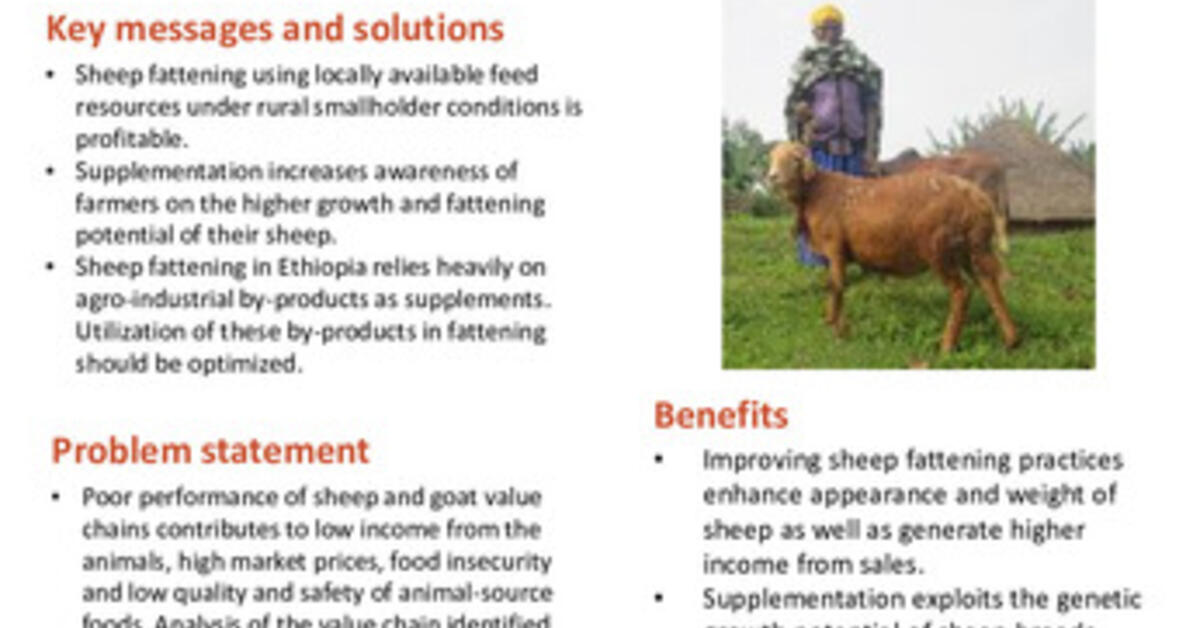 Enhanced sheep fattening with modified feeding and management practices