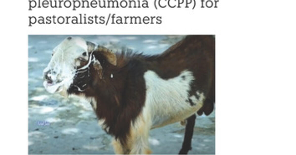 Training material on preventing and controlling contagious caprine ...