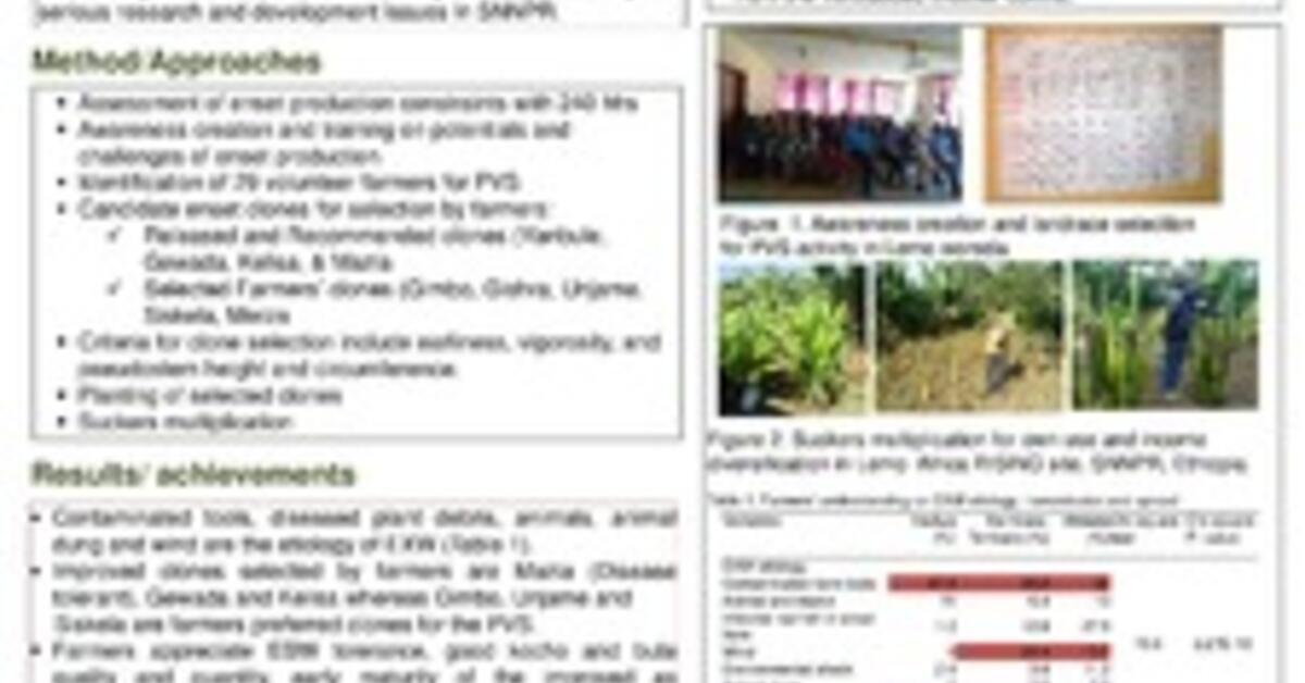 Participatory Varietal Selection (PVS) and Scaling of Enset landraces