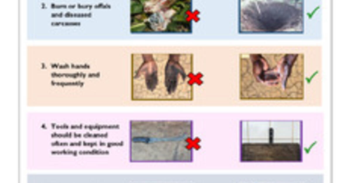 How to enhance hygiene and biosecurity during pig slaughter