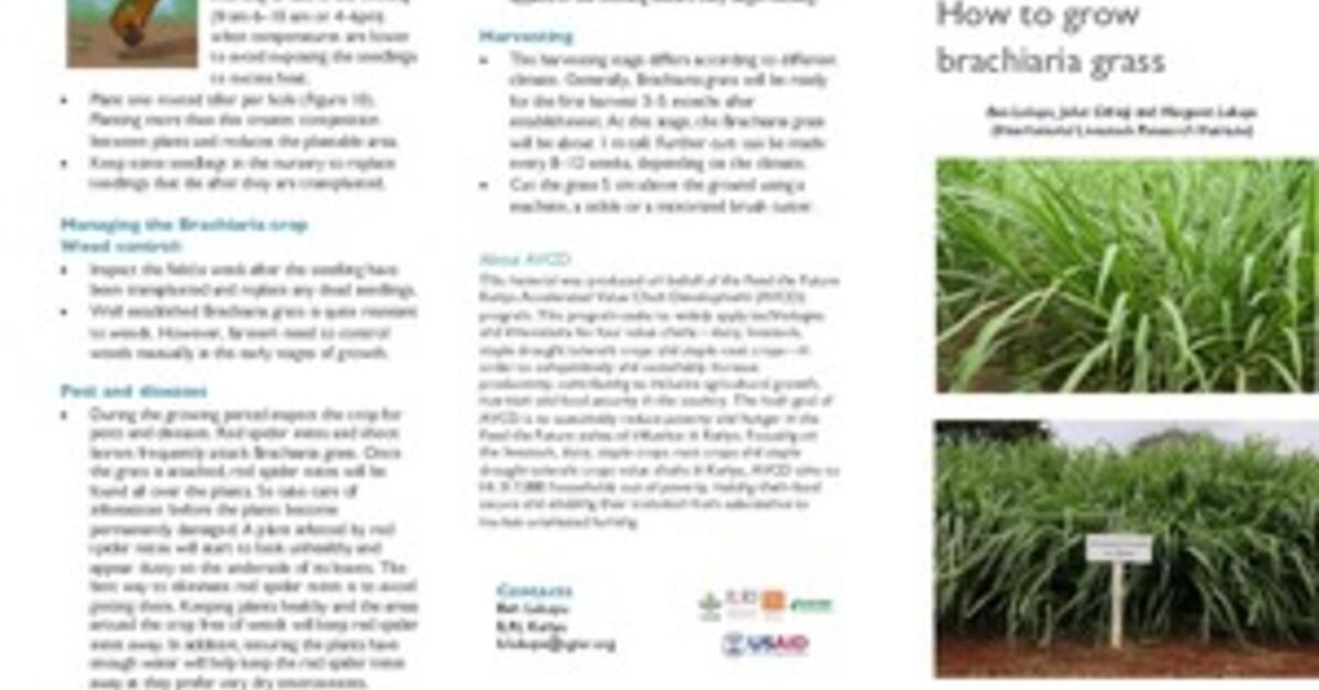 How to grow brachiaria grass