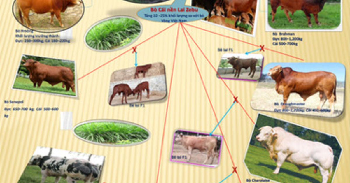 Các giống bò thịt chủ yếu tại Việtnam