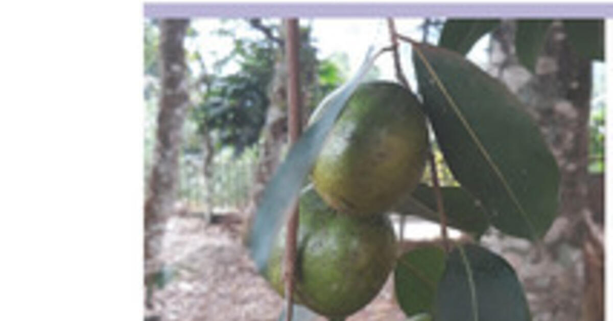 Key descriptors for Irvingia spp. (bush mango)