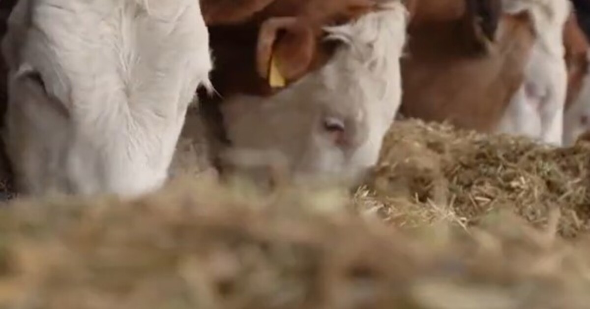 Tips on how to make hay at a smallholder farm: Part 1