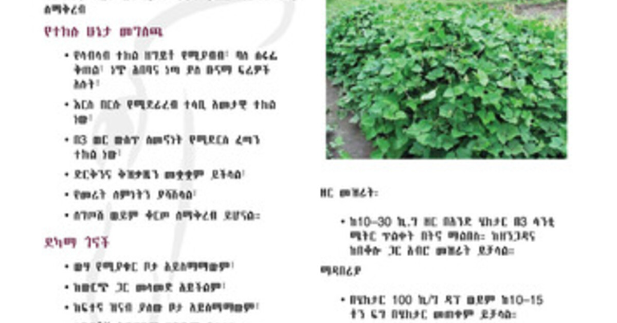 Lablab (Lablab purpureus cultivar Rongai) for livestock feed on small ...