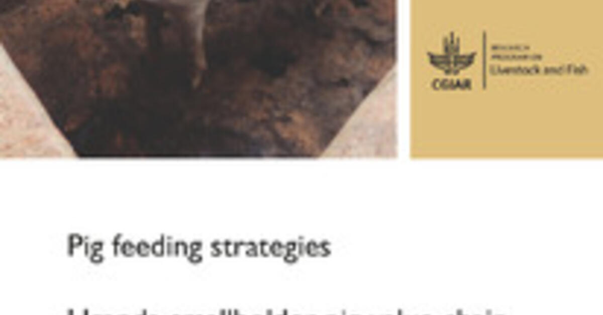 Pig feeding strategies: Uganda smallholder pig value chain capacity ...