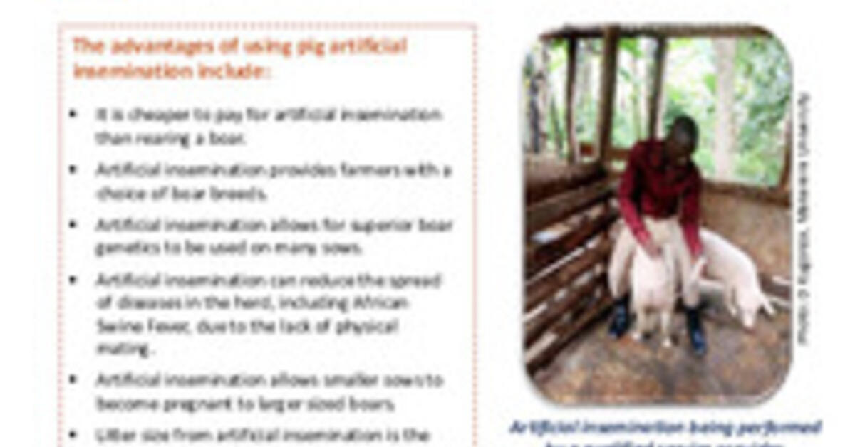 Pig artificial insemination factsheet for Uganda