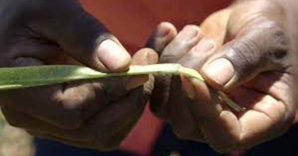 Sustainable livestock production and improved forages. Tutorial 7 ...