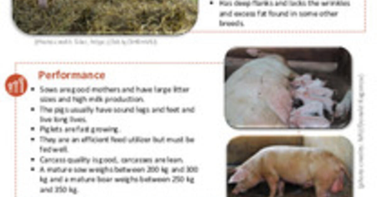 Landrace breed of pig: Pig breed factsheet for Uganda