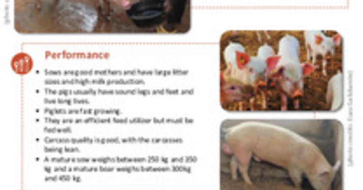 Large White breed of pig: Pig breed factsheet for Uganda