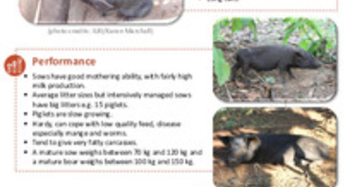 Local/Ugandese breed of pig: Pig breed factsheet for Uganda