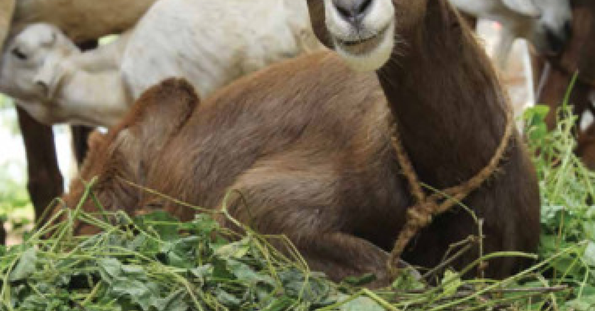 ILRI 2018 financial statements