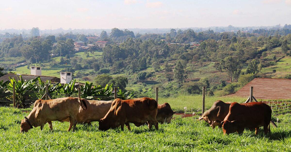 Animal Farming In Kenya Dairy Farmers Embrace High Tech Solutions To