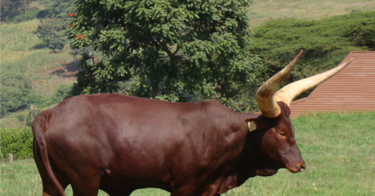 Centre for Tropical Livestock Genetics and Health
