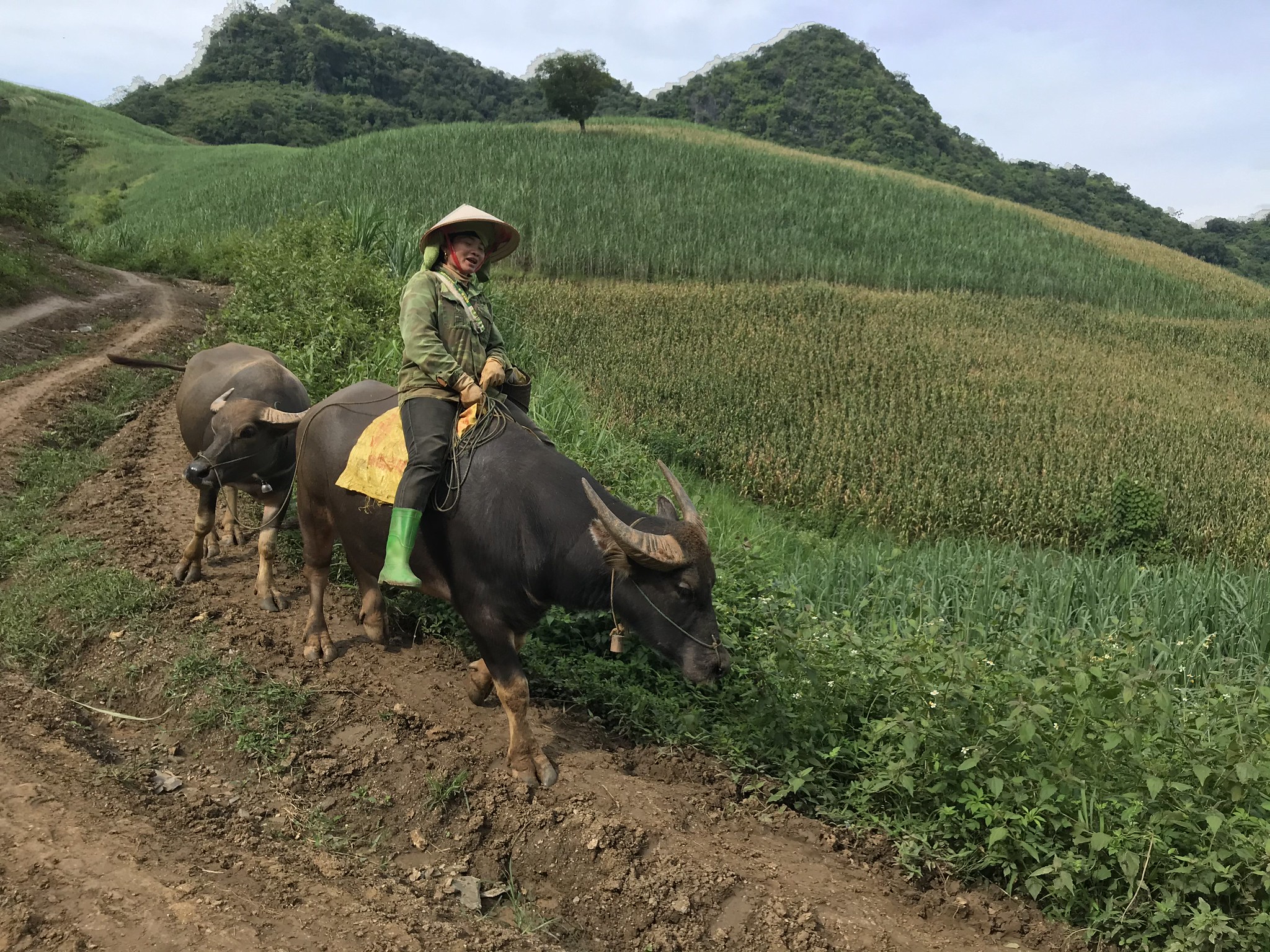 Creating equitable and sustainable livelihoods in the northwest ... Creating equitable and sustainable livelihoods in the northwest ...